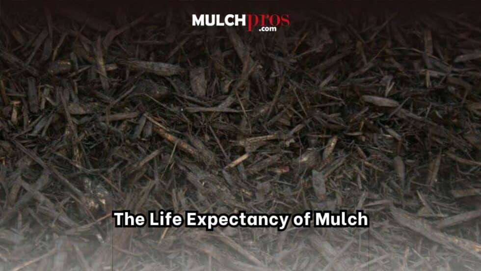 How Long Does Mulch Last: Everything You Should Know