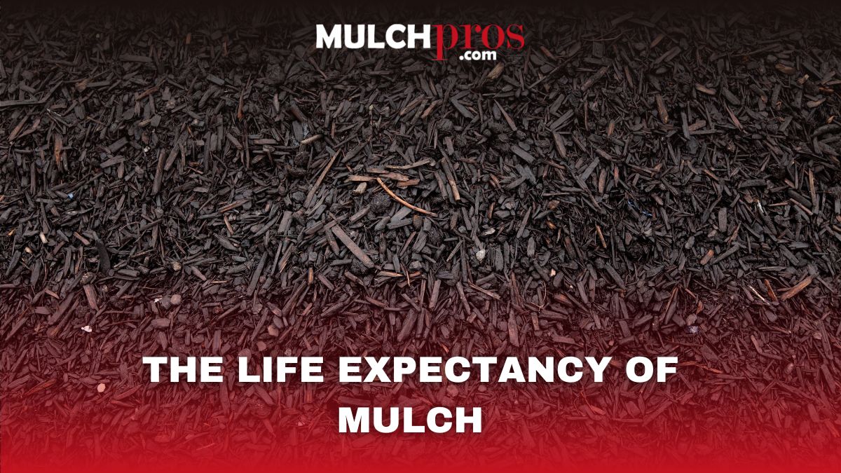 How Long Does Mulch Last: Everything You Should Know