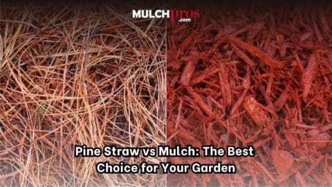 Pine Straw vs Mulch: Which Is Better for Landscaping?