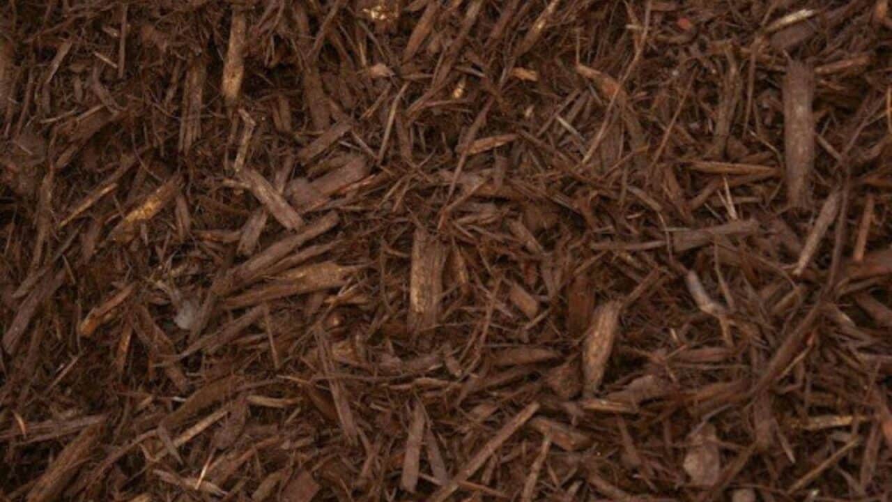 Mulch vs Bark: What's The Difference & Which is Best?