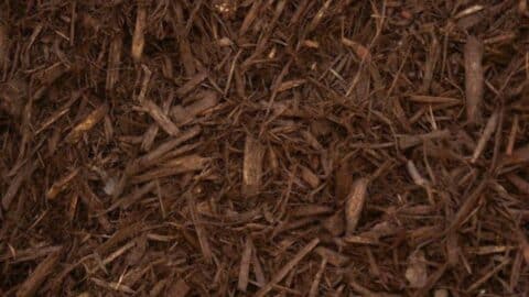 Mulch vs Bark: What's The Difference & Which is Best?
