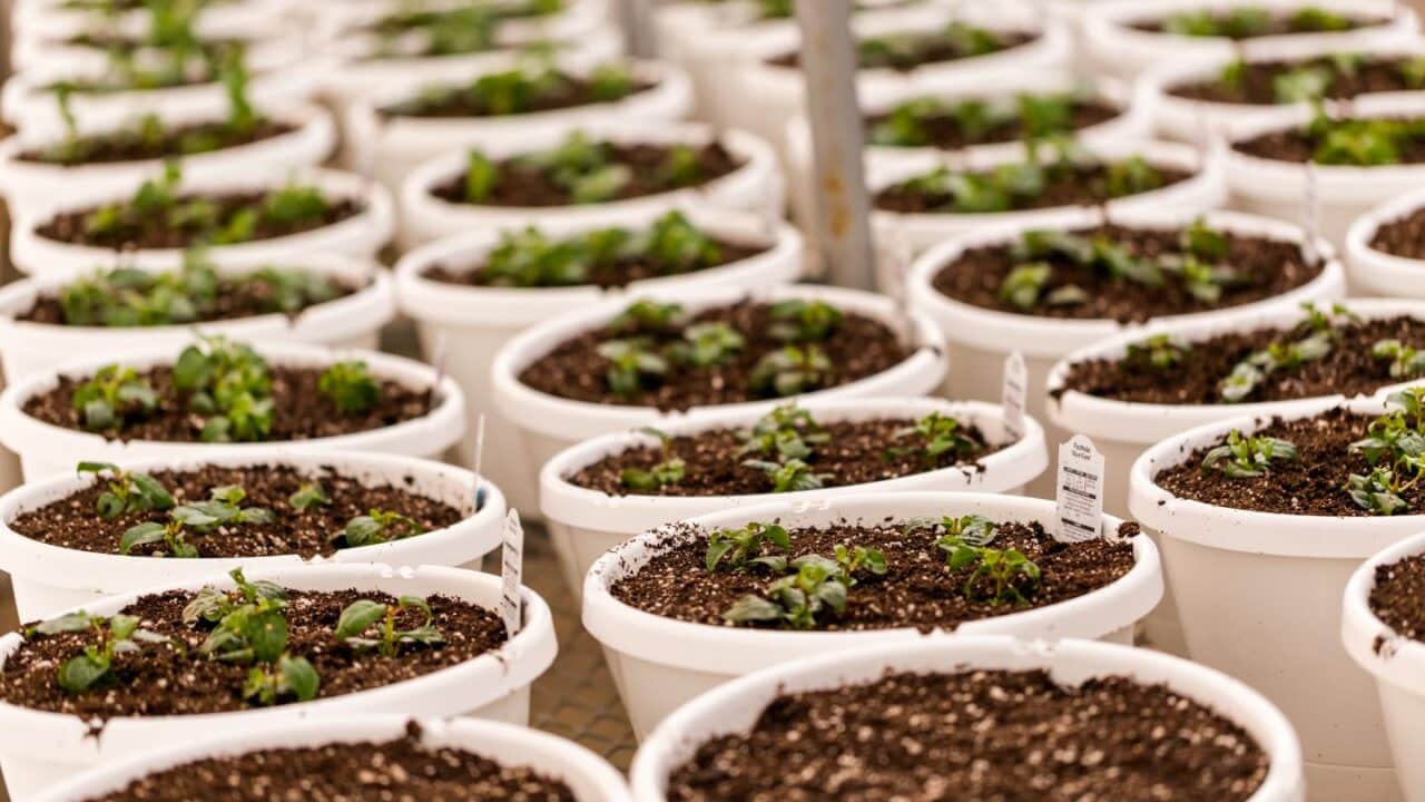 Can You Use Top Soil in Pots: All You Need To Know