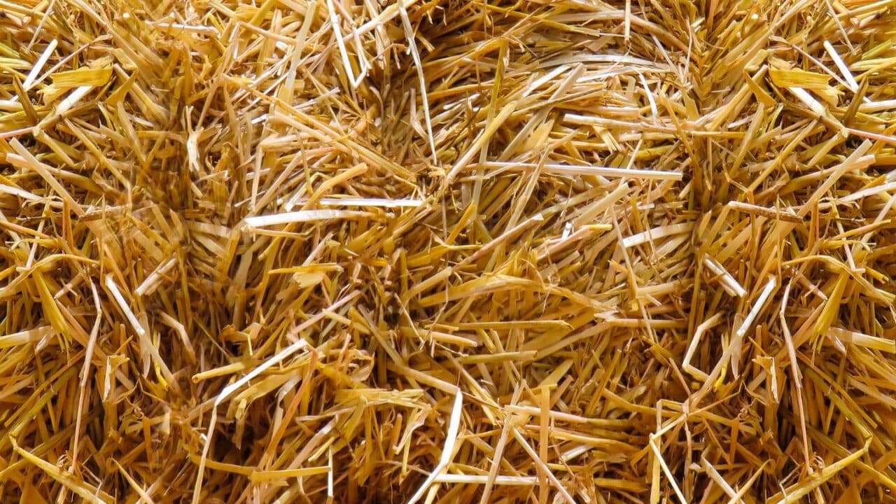 Wheat Straw vs Pine Straw: Top Benefits for Your Garden Beds