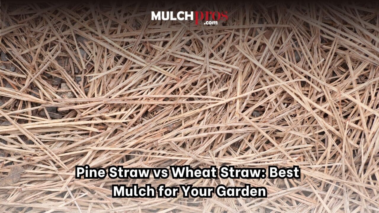 Wheat Straw vs Pine Straw: Top Benefits for Your Garden Beds
