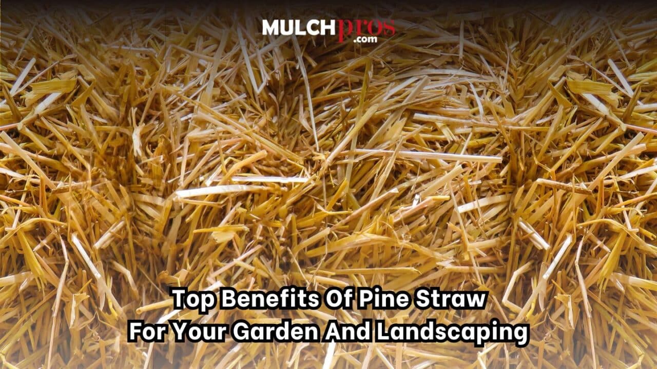 Benefits of Pine Straw Mulch: Boost Your Garden Health