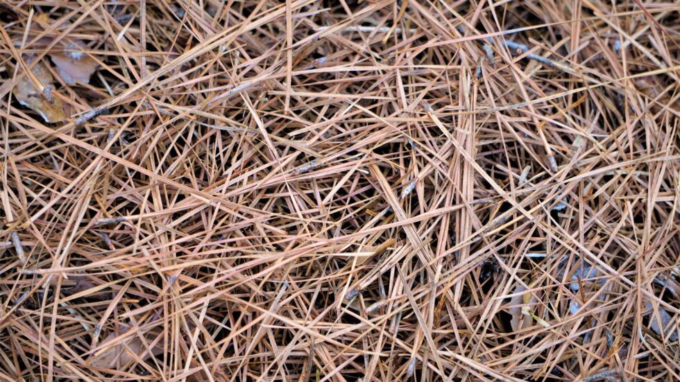 How to Care For Your Pine Straw Yard: To Rake or Not to Rake?