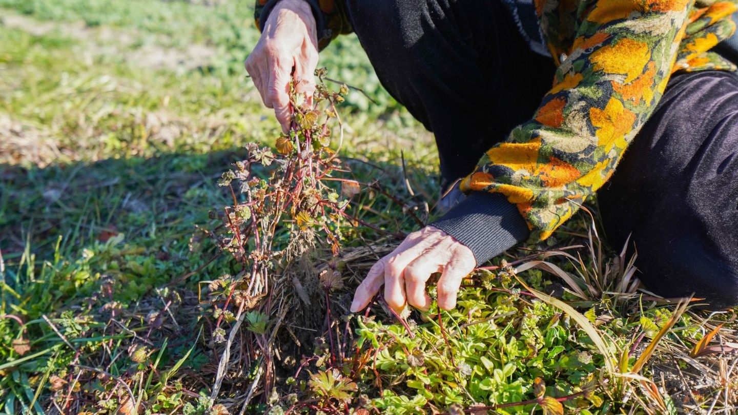 How Effective Is Pine Straw For Controlling Weed Growth?